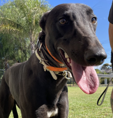 Prison Foster Program | Greyhounds As Pets