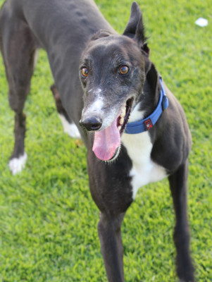 Greyhounds for Foster | Greyhounds As Pets