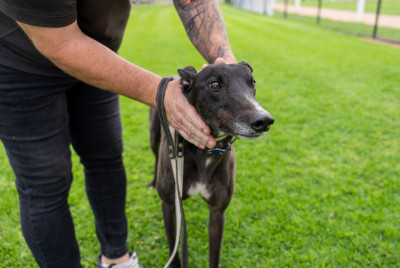 Greyhound Adoption Programs | Greyhounds As Pets