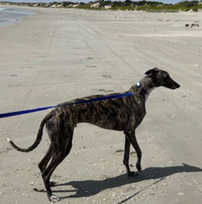 Prison Foster Program | Greyhounds As Pets