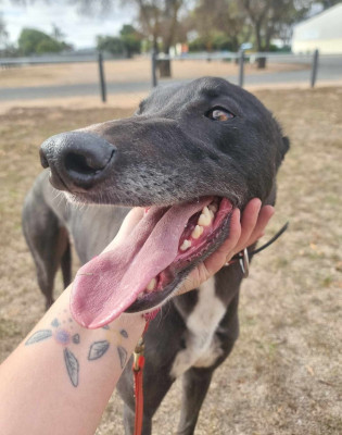 Greyhound Adoption Programs | Greyhounds As Pets