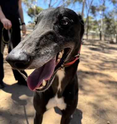 Greyhound Adoption Programs | Greyhounds As Pets