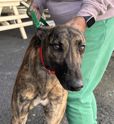 Greyhound Adoption Programs | Greyhounds As Pets