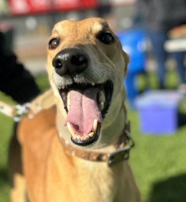 Greyhounds for Adoption | Greyhounds As Pets