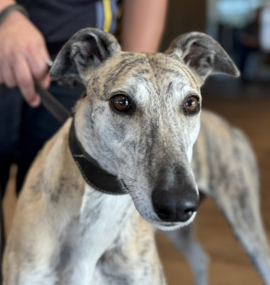 Greyhounds for Adoption | Greyhounds As Pets