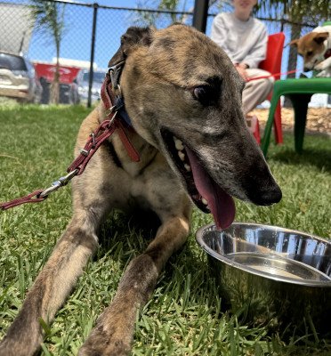 Greyhounds for Adoption | Greyhounds As Pets