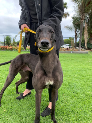 Greyhound Adoption Programs | Greyhounds As Pets