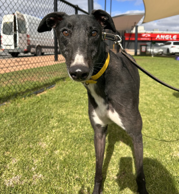 Greyhounds for Adoption | Greyhounds As Pets