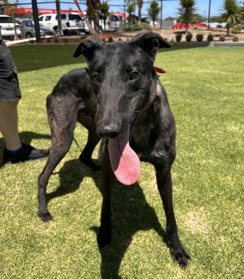 Greyhounds for Adoption | Greyhounds As Pets