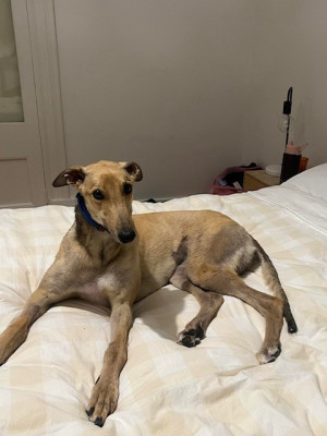 Greyhounds for Adoption | Greyhounds As Pets