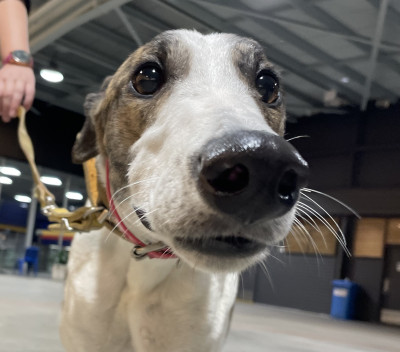 Prison Foster Program | Greyhounds As Pets