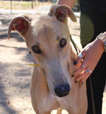 Greyhounds for Adoption | Greyhounds As Pets