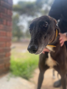 Greyhounds for Foster | Greyhounds As Pets
