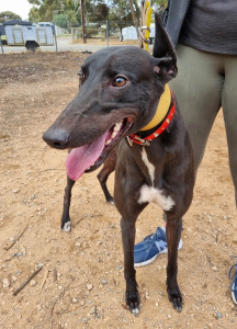 Greyhound Adoption Programs | Greyhounds As Pets