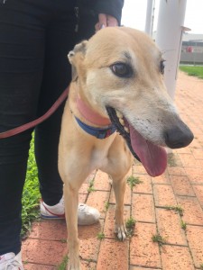 Adopt a Dog Adelaide | Greyhound Dog Adoption Program SA