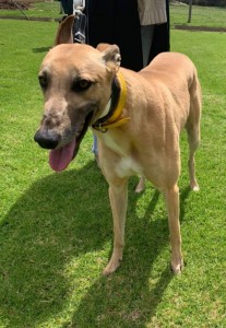 Foster | Greyhound Dog Adoption Program SA