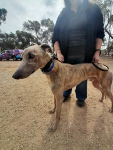 Dog Adoption Adelaide, SA | Adopt A Greyhound | Greyhounds As Pets